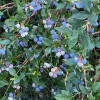 U-Pick Blueberries | Ricker Hill Orchards